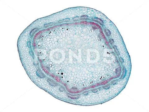 Cross section cut under microscope microscopic view of botanic plant ...