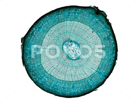 Cross section cut under microscope microscopic view of botanic plant ...