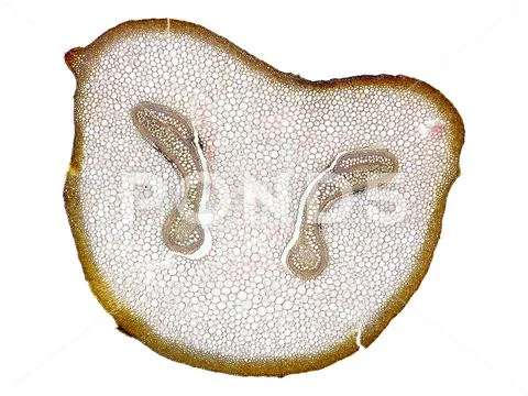 Cross section cut under microscope microscopic view of botanic plant ...