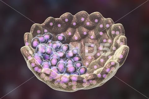 Cross-section of human blastocyst showing inner mass and trophoblast ...