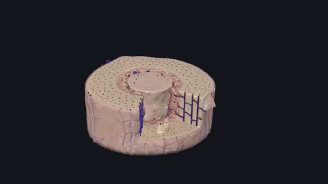 Cross section of a human bone showing bo... | Stock Video | Pond5
