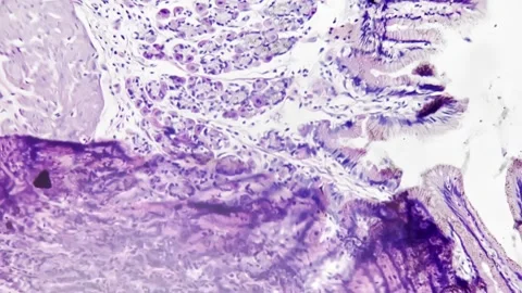 Cross section of human smooth muscle fil... | Stock Video | Pond5