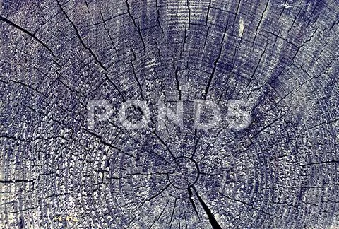 Cross-section of the old tree. background of wooden plank texture wall ...