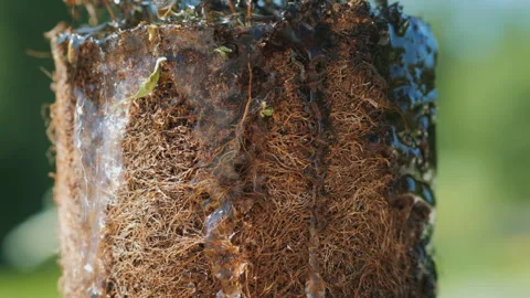 Cross section of plant roots being water... | Stock Video | Pond5