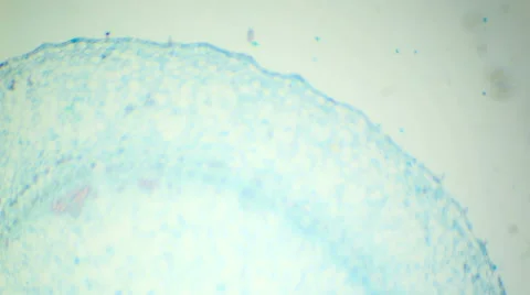 Cross-section of the stem Pelargonium un... | Stock Video | Pond5