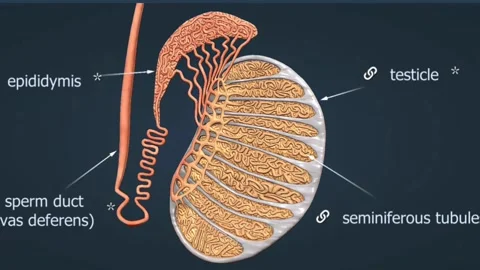 Cross section of testes and Penis | Stock Video | Pond5