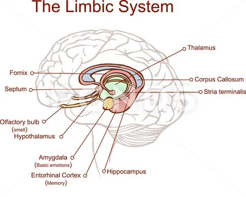 Cross section through the brain showing the limbic system and all ...