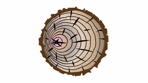 Cross section of the tree with age rings... | Stock Video | Pond5