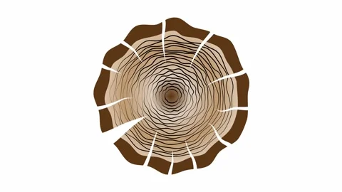 Cross section of the tree with age rings... | Stock Video | Pond5