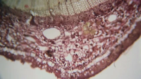 Tree Cross Section Stock Footage ~ Royalty Free Stock Videos | Pond5