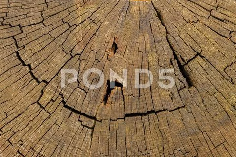 Stock Photograph: Cross section of the wood #65708037