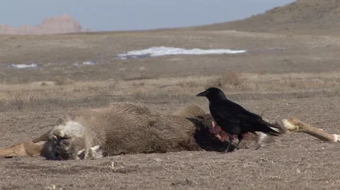 Crow Adult Eating Mule Deer Dead Carrion... | Stock Video | Pond5