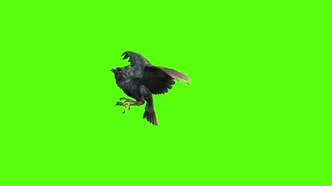 Crow Attack Green Screen Animation and 3... | Stock Video | Pond5