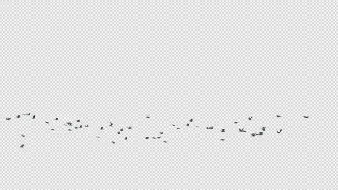 Crow, Bird, Bat, 3D Render, With Alpha C... | Stock Video | Pond5