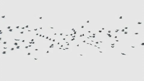 Crow, Bird, Bat, 3D Render, With Alpha C... | Stock Video | Pond5