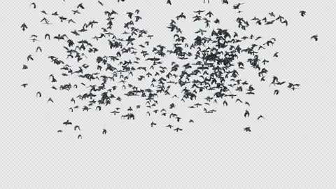 Crow, Bird, Bat, 3D Render, With Alpha C... | Stock Video | Pond5