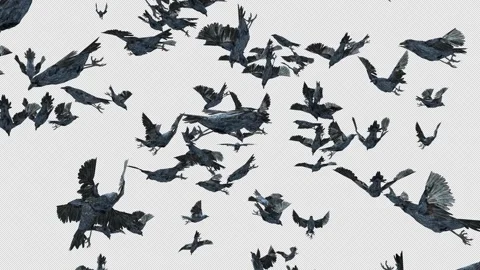 Crow, Bird, Bat, 3D Render, With Alpha C... | Stock Video | Pond5
