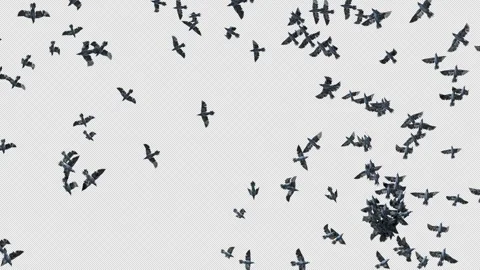 Crow, Bird, Bat, 3D Render, With Alpha C... | Stock Video | Pond5