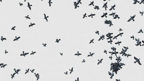 Crow, Bird, Bat, 3D Render, With Alpha C... | Stock Video | Pond5