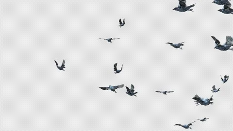 Crow, Bird, Bat, 3D Render, With Alpha C... | Stock Video | Pond5