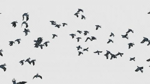 Crow, Bird, Bat, 3D Render, With Alpha C... | Stock Video | Pond5