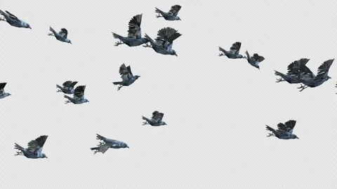 Crow, Bird, Bat, 3D Render, With Alpha C... | Stock Video | Pond5