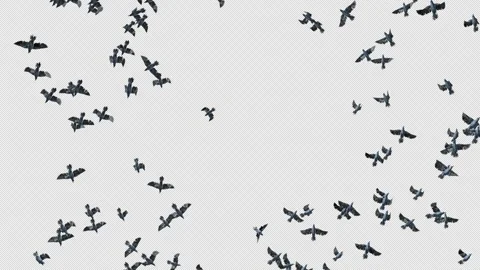 Crow, Bird, Bat, 3D Render, With Alpha C... | Stock Video | Pond5