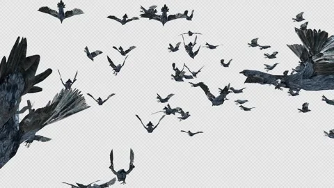 Crow, Bird, Bat, 3D Render, With Alpha C... | Stock Video | Pond5