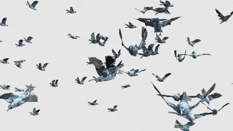 Crow, Bird, Bat, 3D Render, With Alpha C... | Stock Video | Pond5