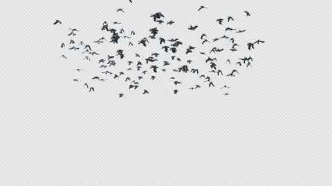 Crow, Bird, Bat, 3D Render, With Alpha C... | Stock Video | Pond5