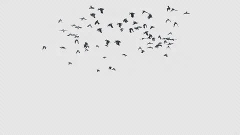 Crow, Bird, Bat, 3D Render, With Alpha C... | Stock Video | Pond5