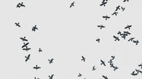 Crow, Bird, Bat, 3D Render, With Alpha C... | Stock Video | Pond5