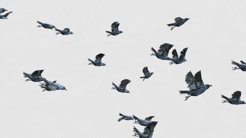 Crow, Bird, Bat, 3D Render, With Alpha C... | Stock Video | Pond5