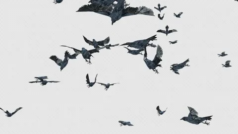 Crow, Bird, Bat, 3D Render, With Alpha C... | Stock Video | Pond5