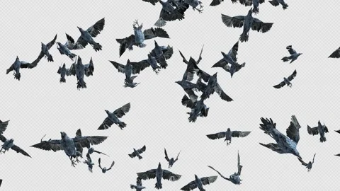 Crow, Bird, Bat, 3D Render, With Alpha C... | Stock Video | Pond5