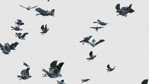 Crow, Bird, Bat, 3D Render, With Alpha C... | Stock Video | Pond5