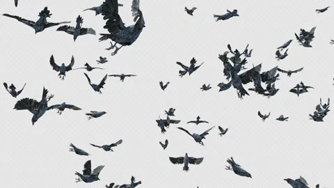 Crow, Bird, Bat, 3D Render, With Alpha C... | Stock Video | Pond5