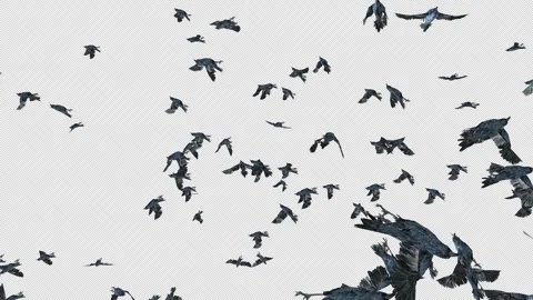 Crow, Bird, Bat, 3D Render, With Alpha C... | Stock Video | Pond5