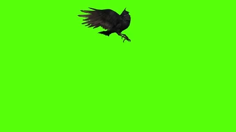 Crow Bite Green Screen Animation 4K Rend... | Stock Video | Pond5