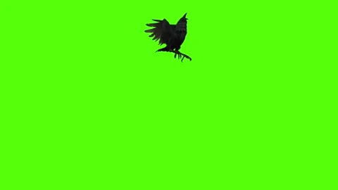 Crow Bite Green Screen Animation 4K Rend... | Stock Video | Pond5