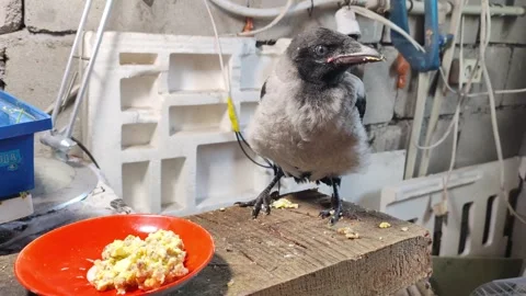 crow chick. Adult crow chicks wait for f... | Stock Video | Pond5