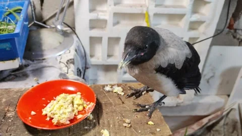 crow chick. Adult crow chicks wait for f... | Stock Video | Pond5
