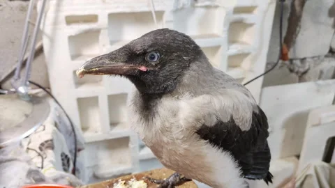 crow chick. Adult crow chicks wait for f... | Stock Video | Pond5