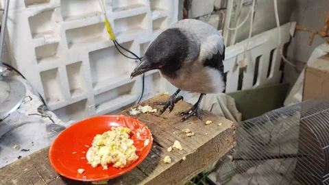 crow chick. Adult crow chicks wait for f... | Stock Video | Pond5