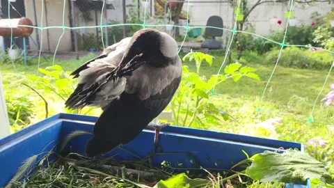 crow chick. Adult crow chicks wait for f... | Stock Video | Pond5