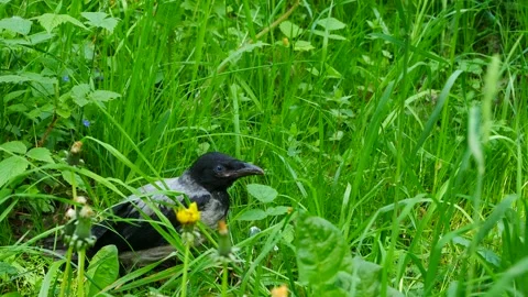 Crow Chick Stock Videos – Royalty-Free HD & 4K Videos | Pond5