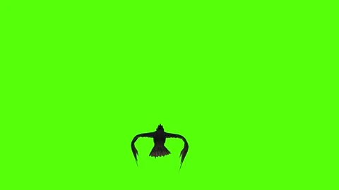 Crow cLAWS Attack Green Screen Animation... | Stock Video | Pond5