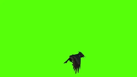 Crow Green Screen Stock Videos – Royalty-Free HD & 4K Videos
