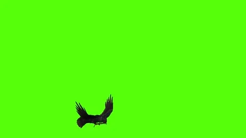 Crow Death Green Screen Animation 4K Ren... | Stock Video | Pond5