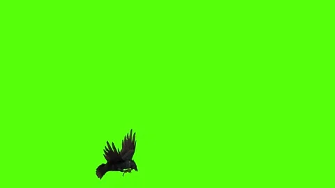 Crow Green Screen Stock Video Footage | Royalty Free Crow Green Screen ...